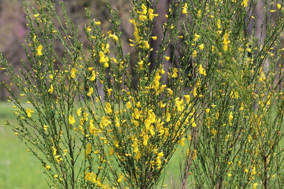 Ginster/Besenginster schneiden - das ist beim Rückschnitt zu beachten