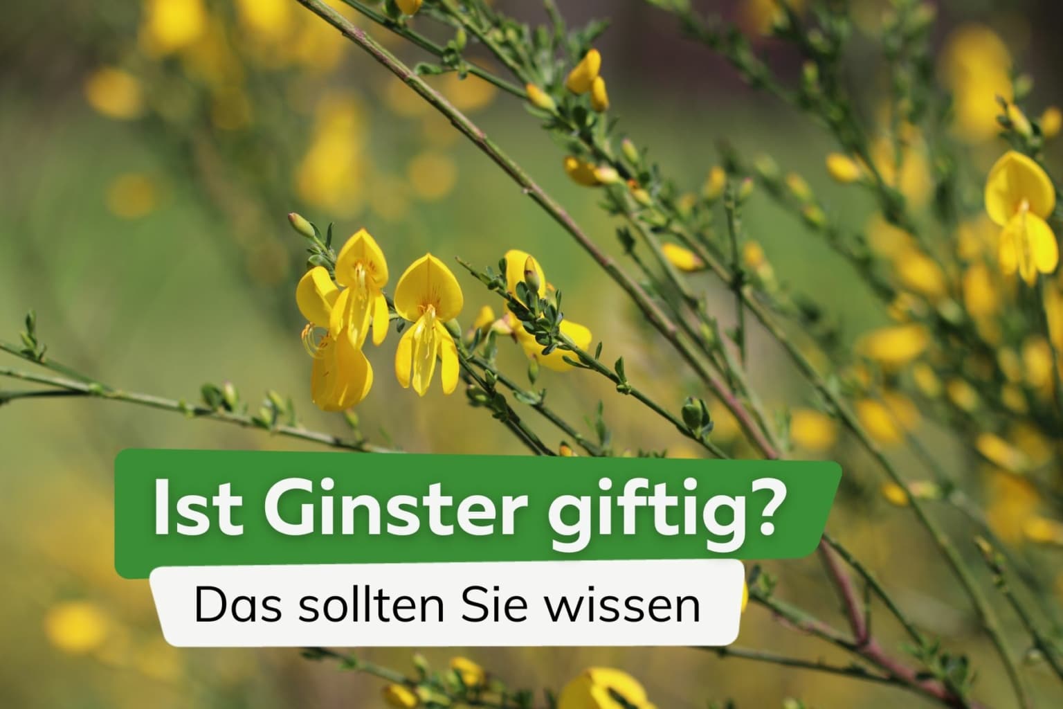 Ginster/Besenginster schneiden - das ist beim Rückschnitt zu beachten