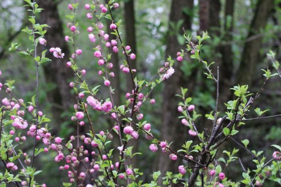 Mandelbäumchen, Mandelstrauch, Prunus triloba: Pflege und Schneiden