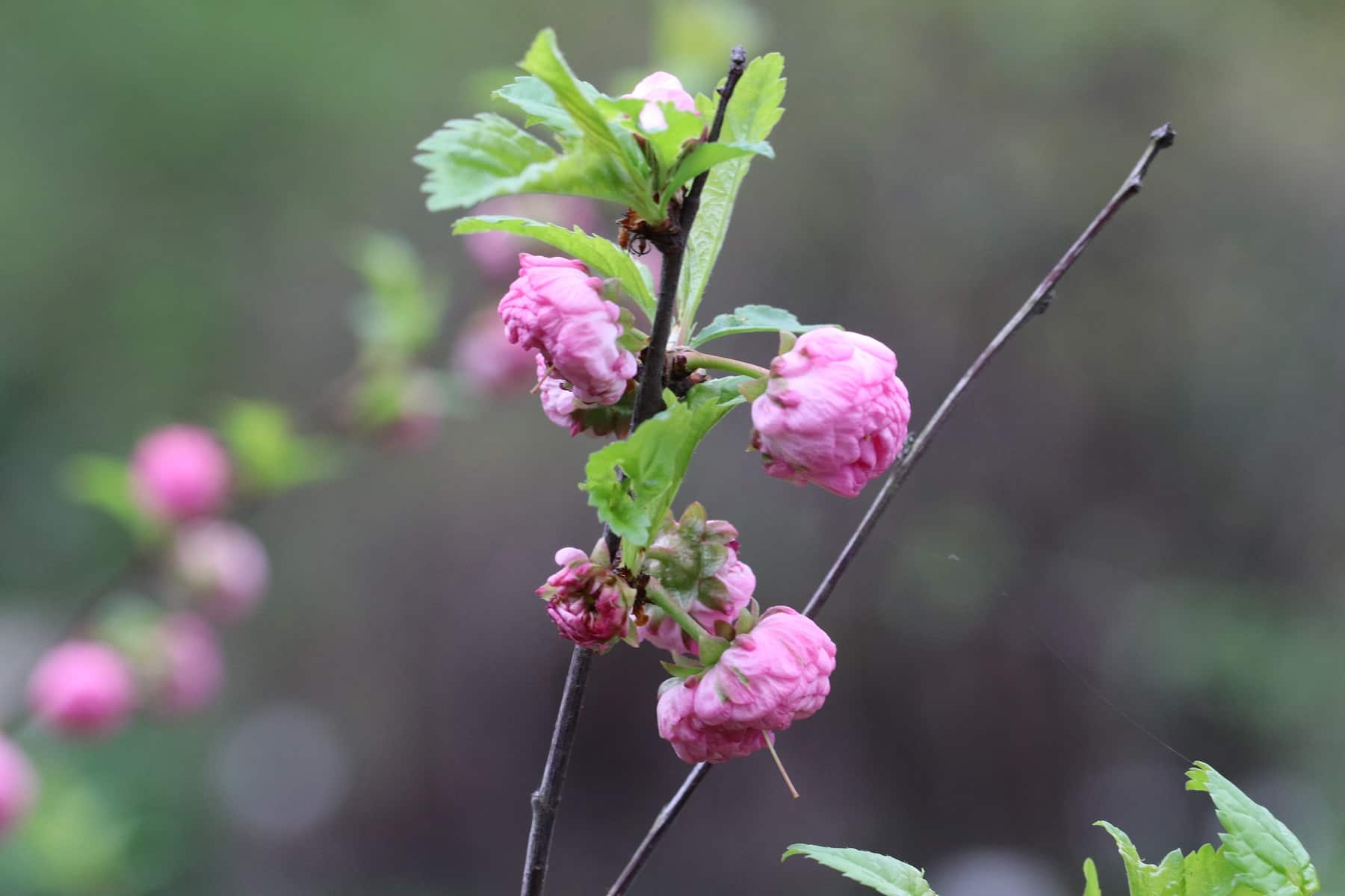 Mandelbäumchen, Mandelstrauch, Prunus triloba: Pflege und Schneiden