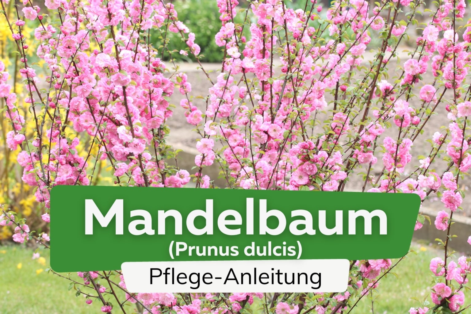 Mandelbaum, Prunus dulcis, Essmandel: Sorten, Pflanzen und Pflege