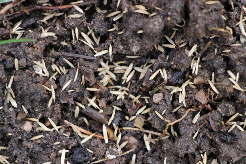 Rasen: so beschleunigen Sie die Keimung der Samen