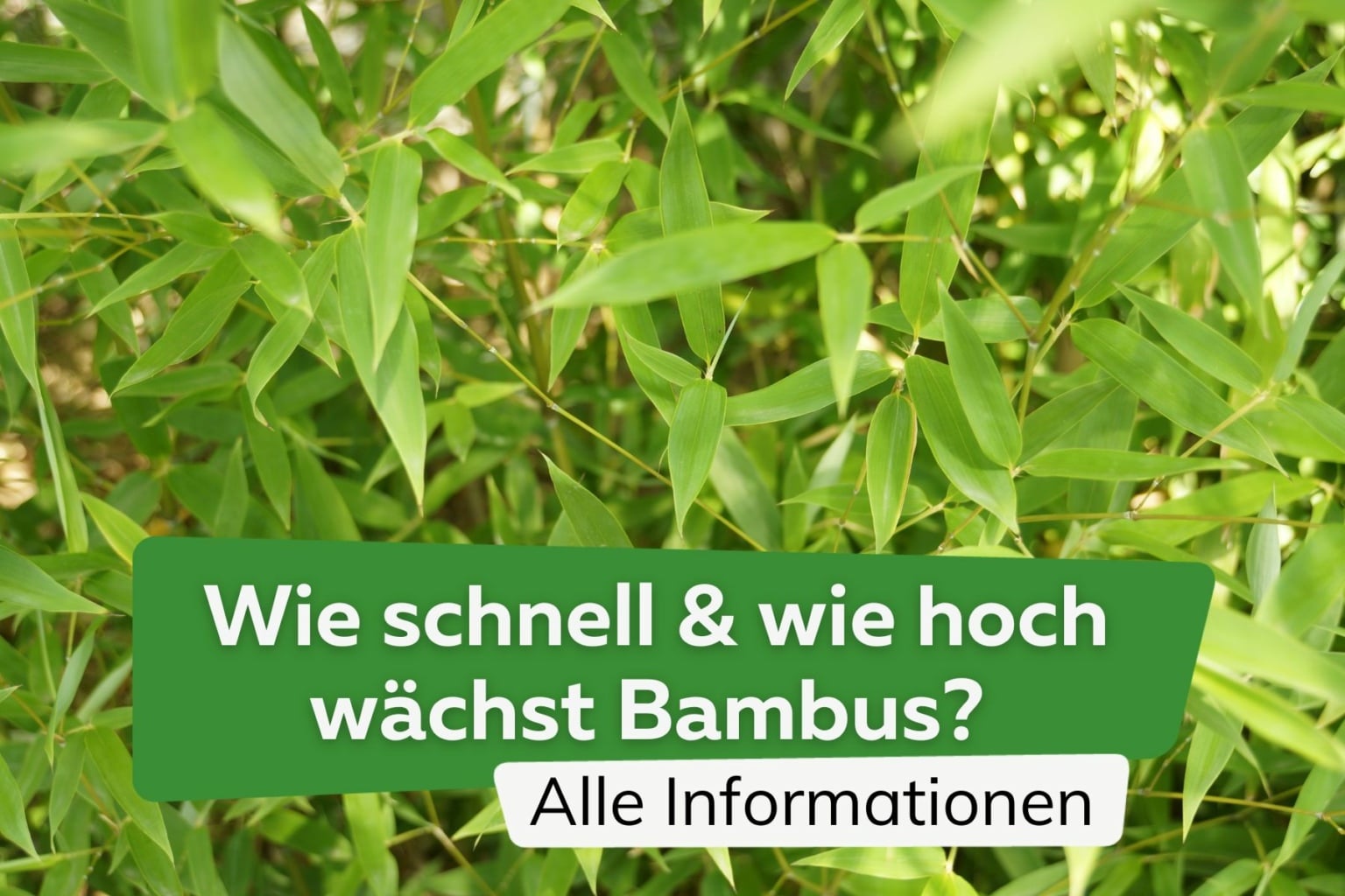 Bambus Wie Schnell Wächst
