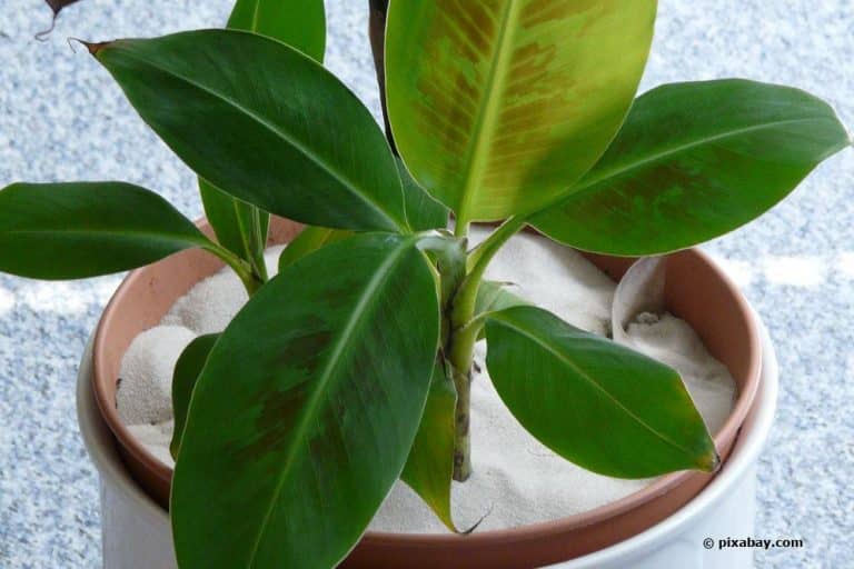 Bananen aus Samen züchten – Anleitung | Wie sehen Bananensamen aus?