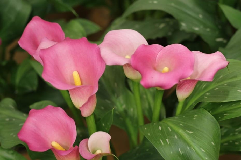 Calla, Zantedeschia, Zimmercalla: Pflanzen und Pflege-Anleitung