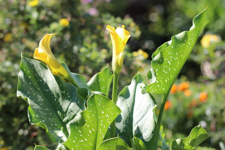 Calla, Zantedeschia, Zimmercalla: Pflanzen und Pflege-Anleitung