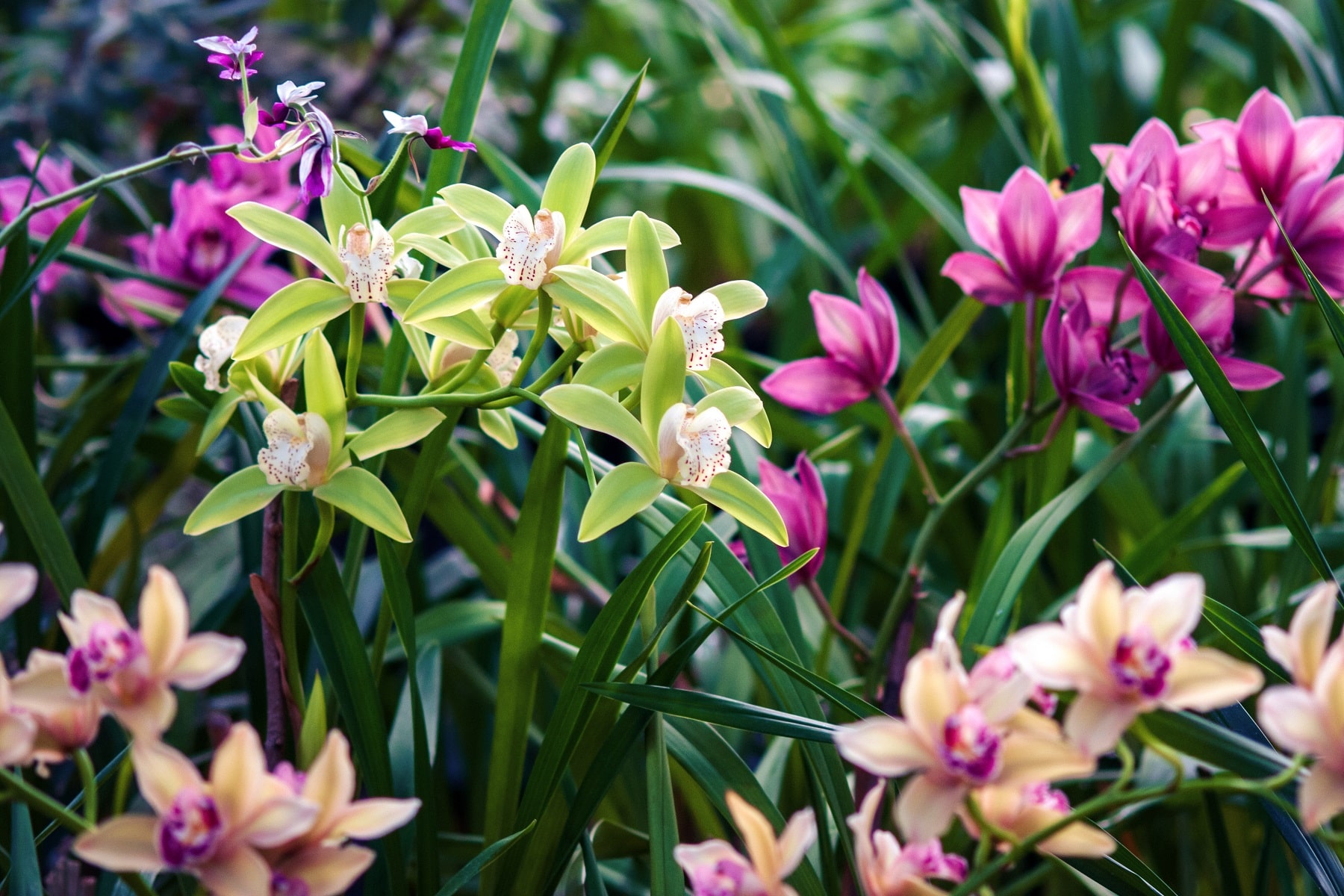 Erstaunlich Cymbidium Orchidee Pflege Bilder