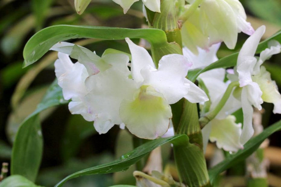 Dendrobium Nobile Pflege Nach Der Blute
