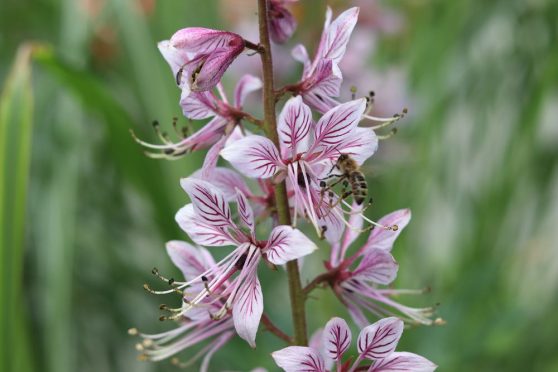 Brennender Busch, Diptam, Dictamnus: Pflege-Anleitung