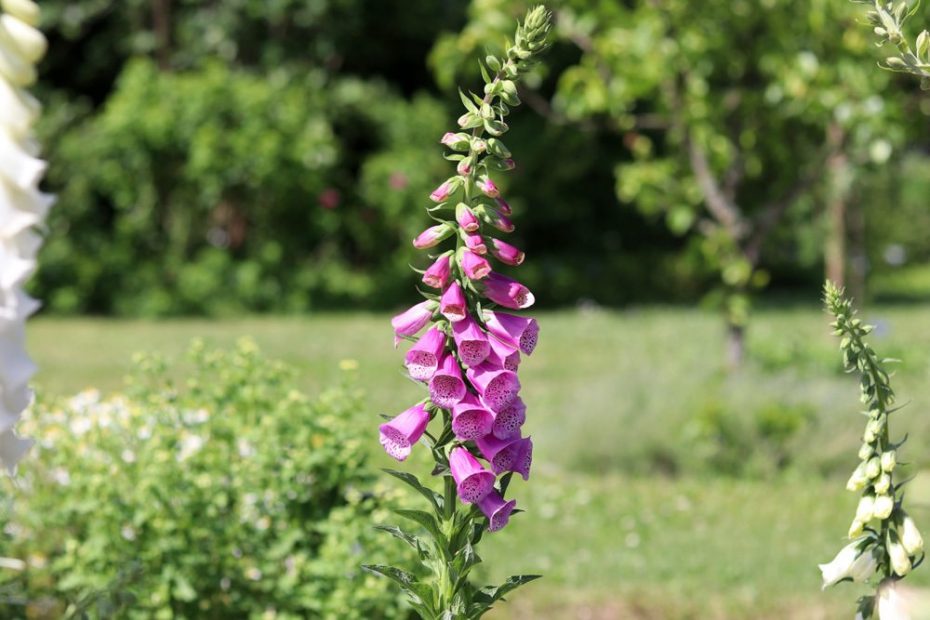 Fingerhut, Digitalis: Pflege-Anleitung