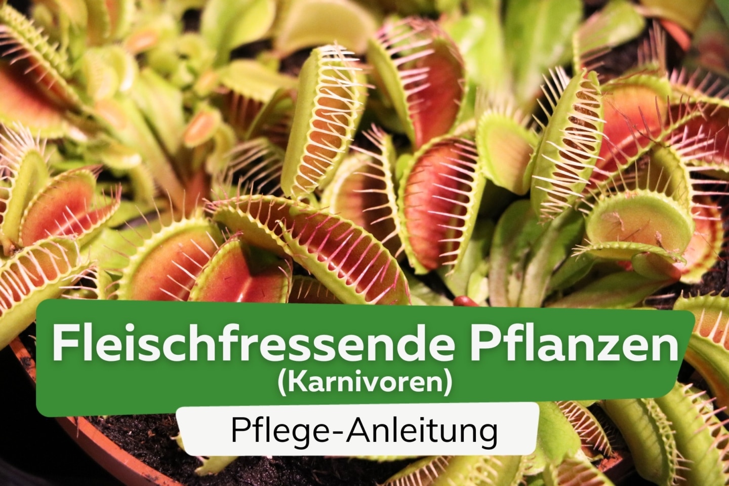 Fleischfressende Pflanzen Trauermucken