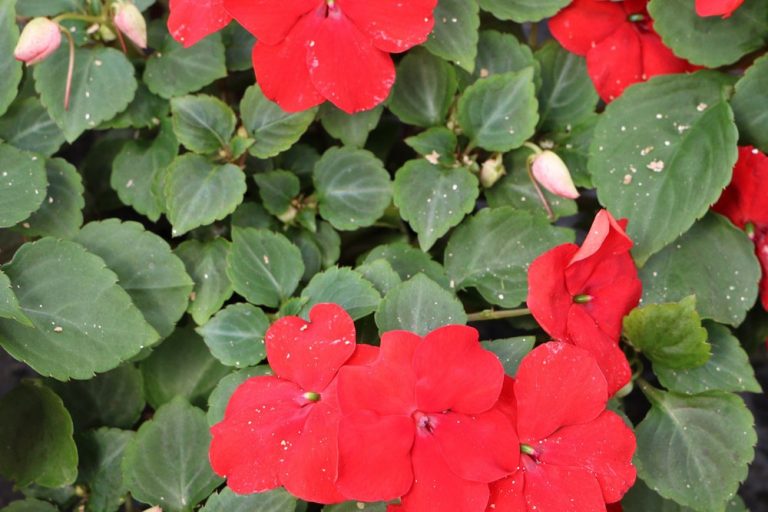 Fleißiges Lieschen, Impatiens walleriana: Pflege-Anleitung