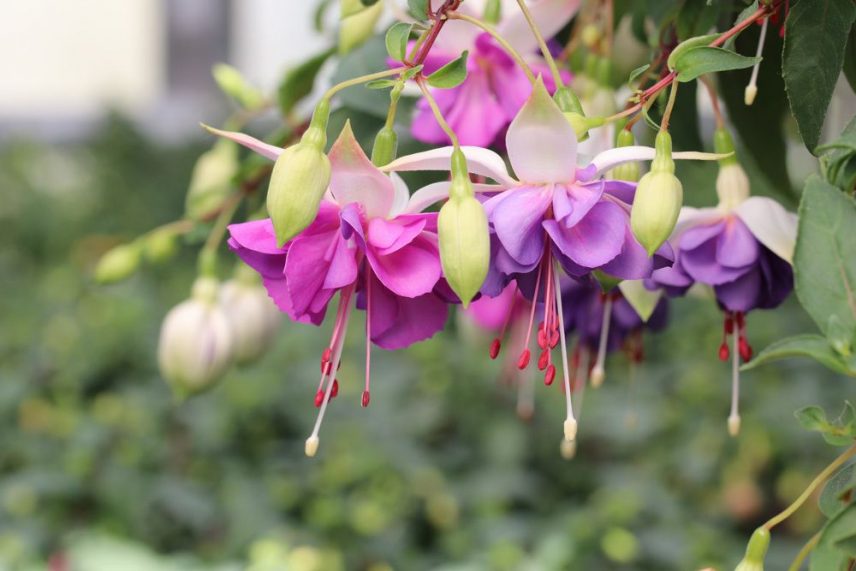 Fuchsien überwintern: Anleitung | Vorher zurückschneiden?