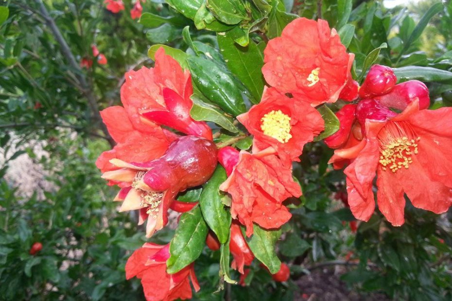 Granatapfel überwintern in 5 Schritten | Granatapfelbaum-Pflege im Winter