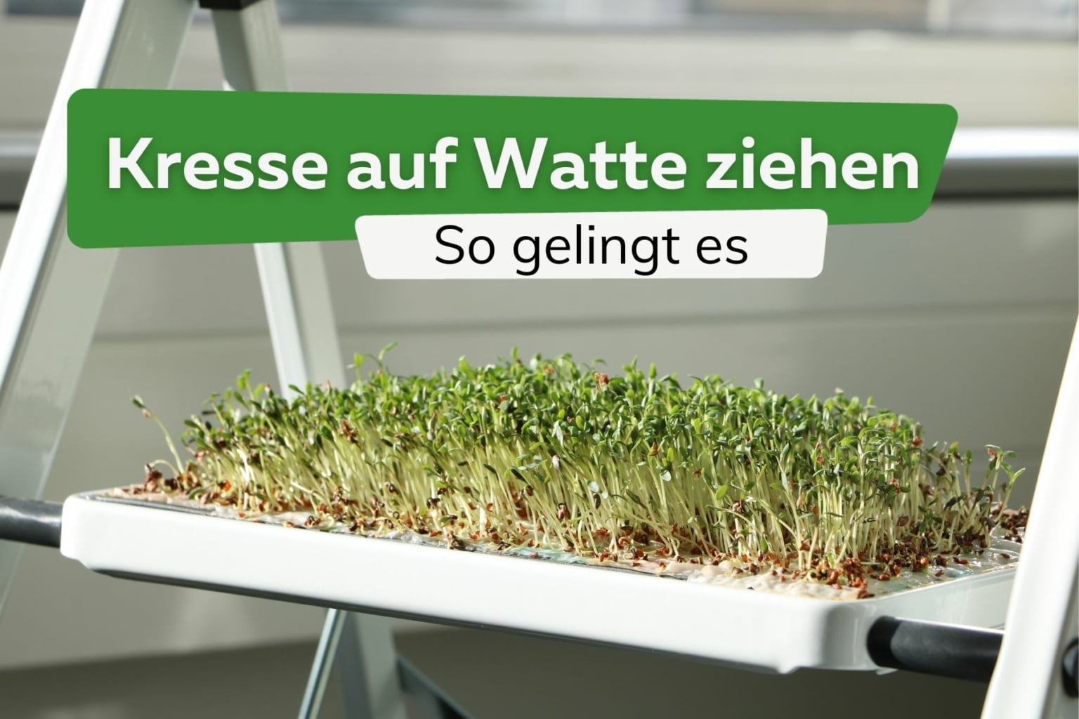 Kresse Saen Wattepads