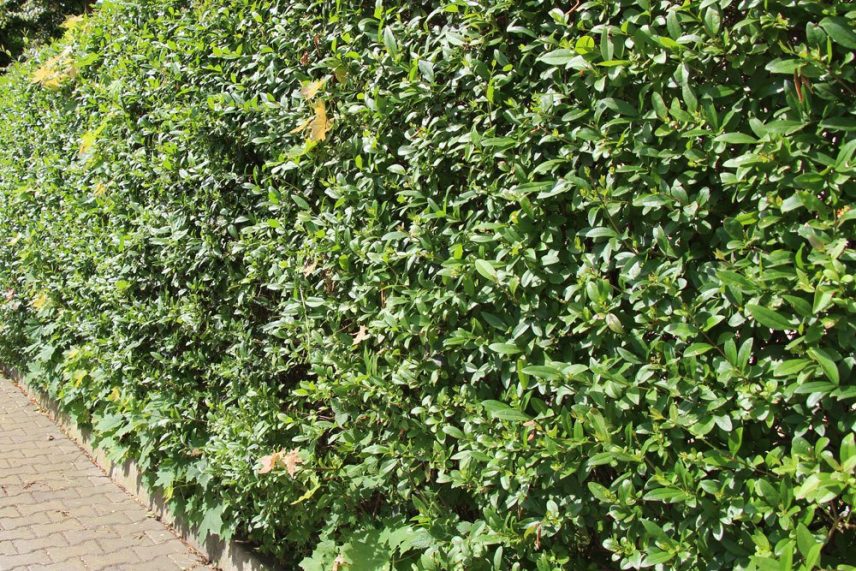 Liguster, Ligustrum vulgare, Ligusterhecke: pflanzen, düngen und vermehren