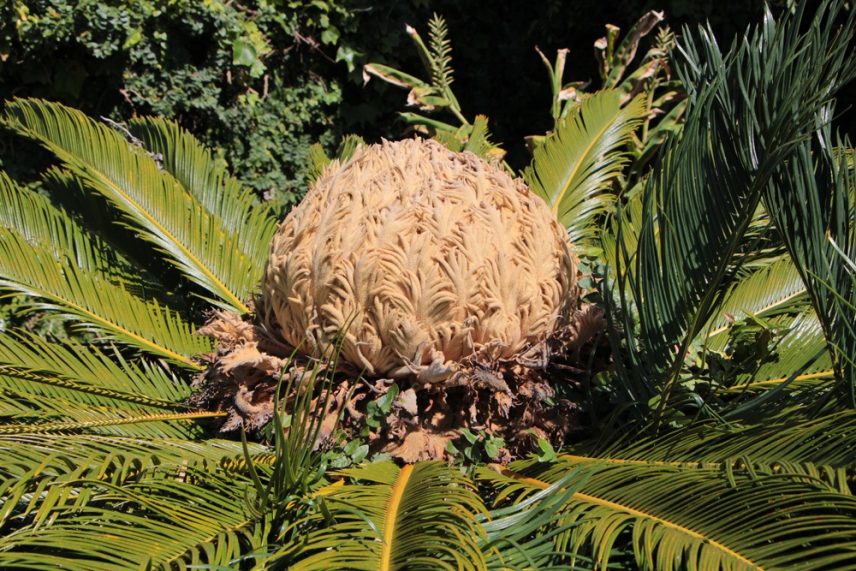 Palmfarn, Cycas revoluta, Sagopalme: Pflege-Anleitung