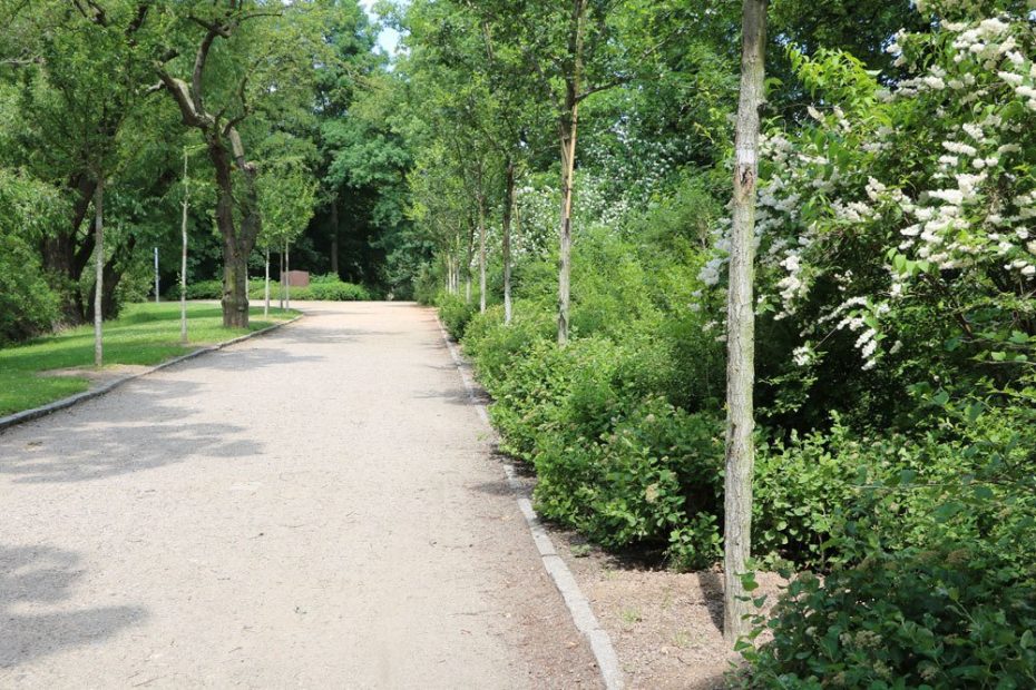 Tiefwurzler: Definition und 15 Beispiele für tiefwurzelnde Bäume