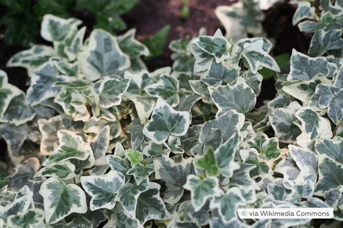 Zimmerefeu, Efeu als Zimmerpflanze, Hedera helix: Pflege