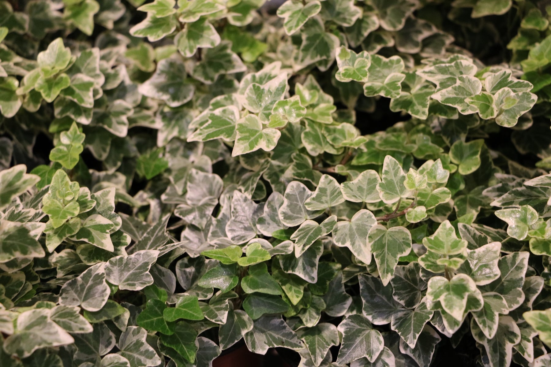 Zimmerefeu, Efeu als Zimmerpflanze, Hedera helix: Pflege