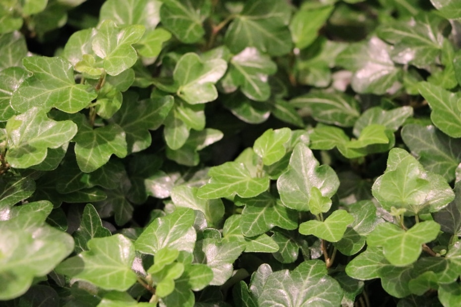 Zimmerefeu, Efeu als Zimmerpflanze, Hedera helix: Pflege