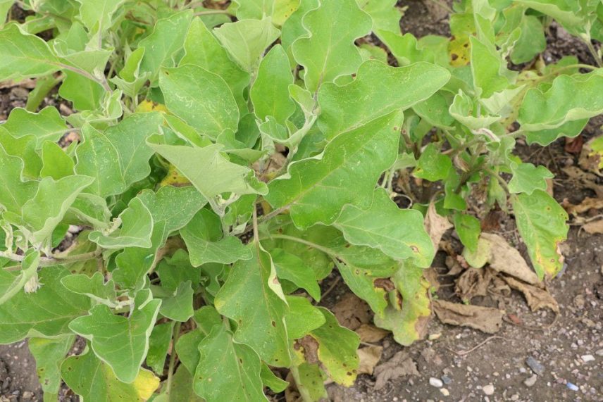 Eierbaum, Solanum melongena: Pflege und Überwintern