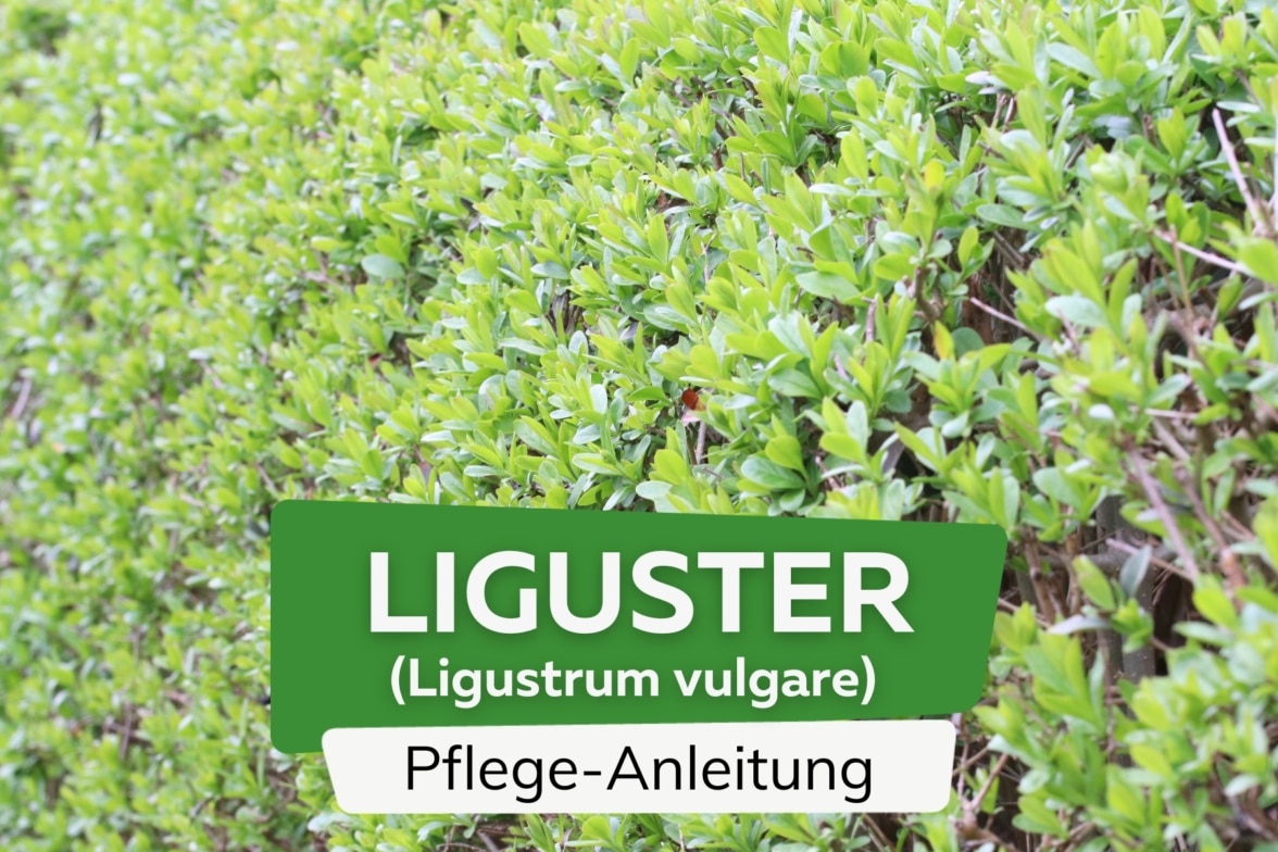 Liguster, Ligustrum vulgare, Ligusterhecke: pflanzen, düngen und vermehren