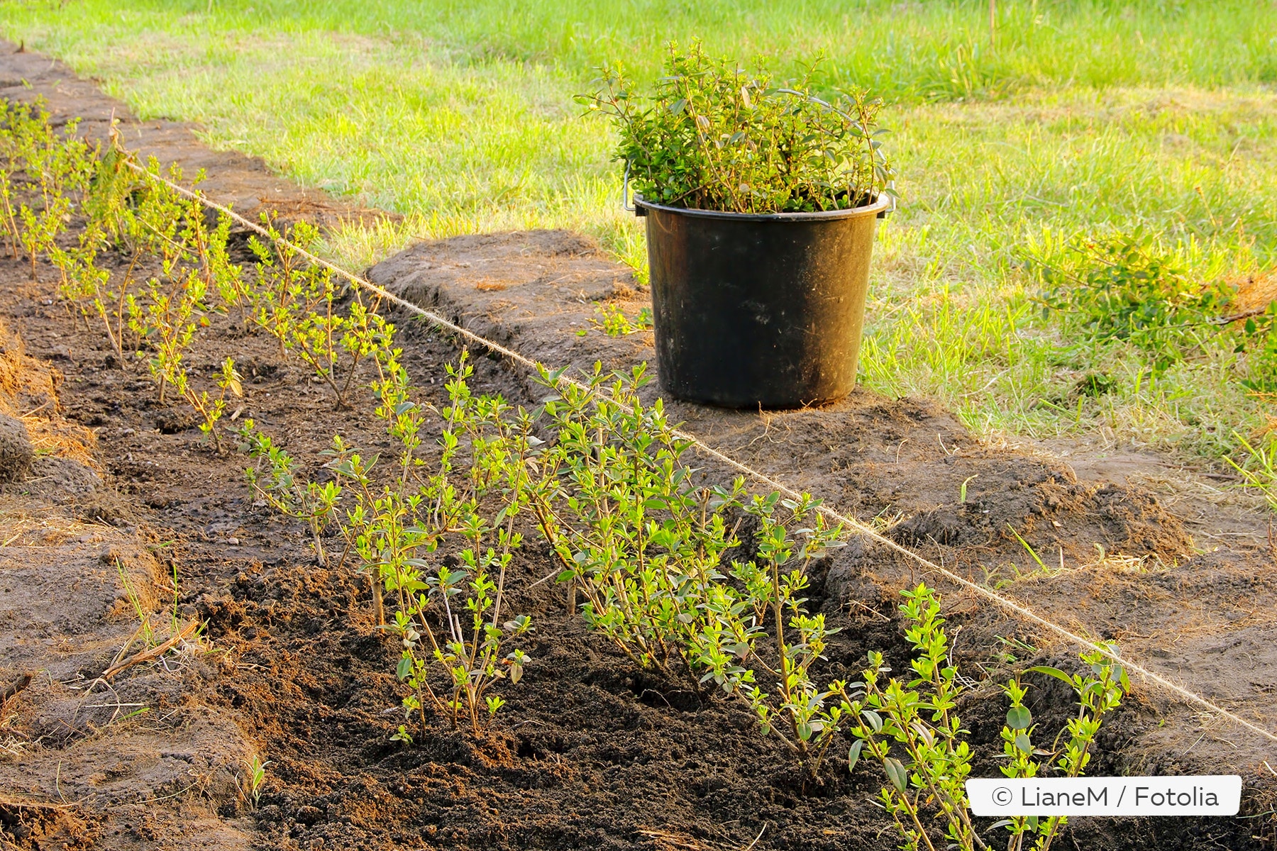 Liguster, Ligustrum vulgare, Ligusterhecke: pflanzen, düngen und vermehren