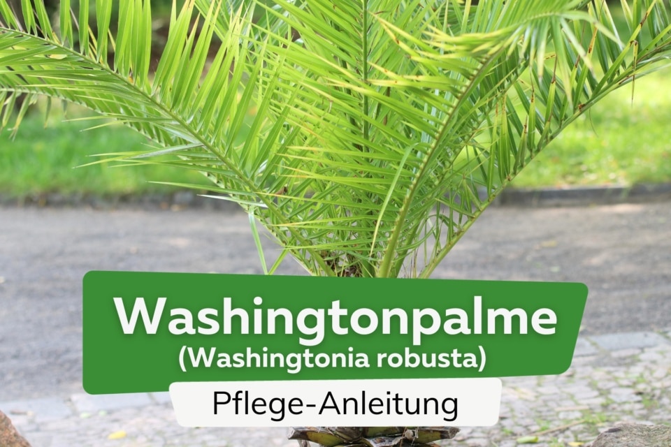 Washingtonia robusta, Petticoat-Palme: Pflege von A-Z