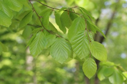 Welche Heckenpflanzen: Hainbuche oder Rotbuche? Unser Tipp