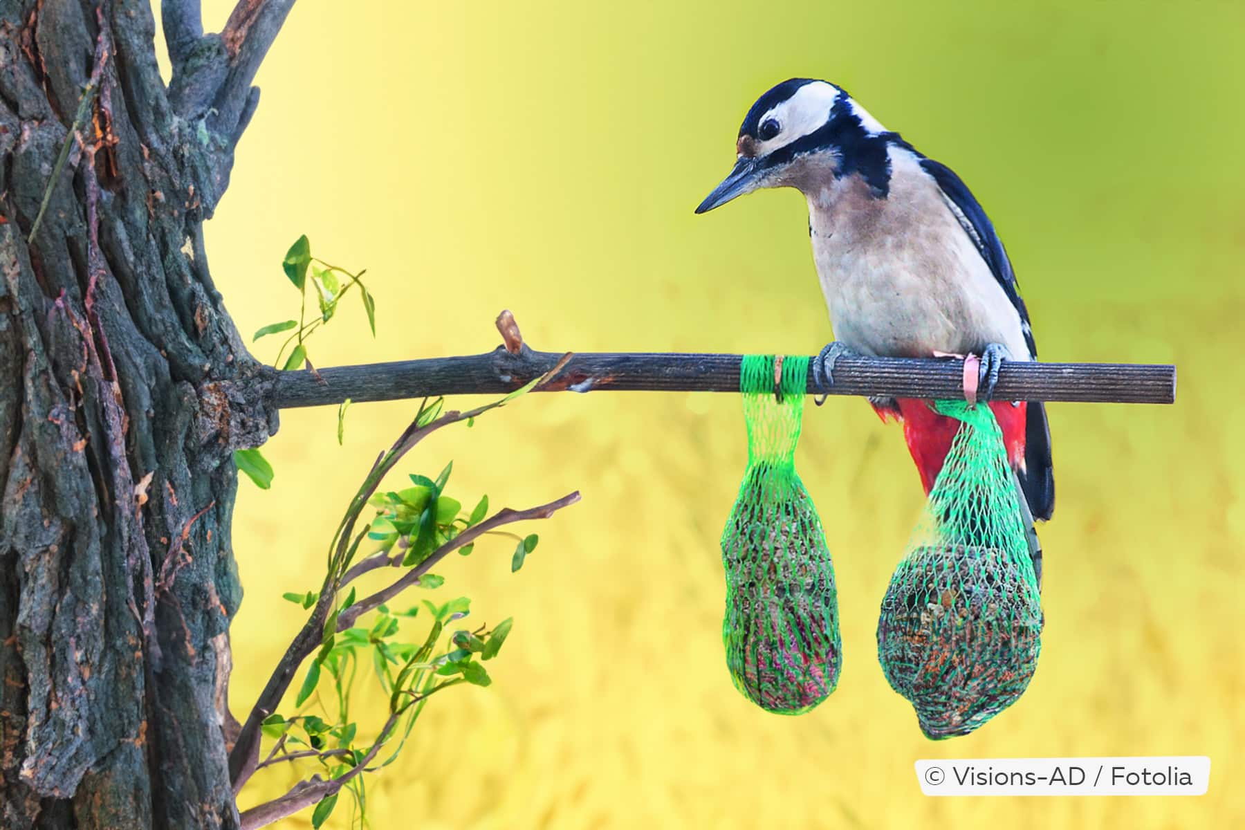 Vögel mit rotem Kopf: 14 heimische Arten
