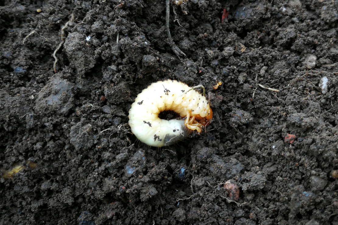 Engerlinge im Blumentopf: so werden Sie die Larven los