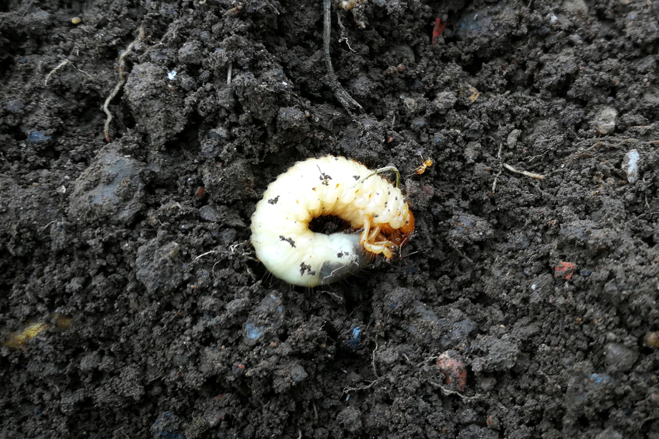 Engerlinge im Blumentopf: so werden Sie die Larven los