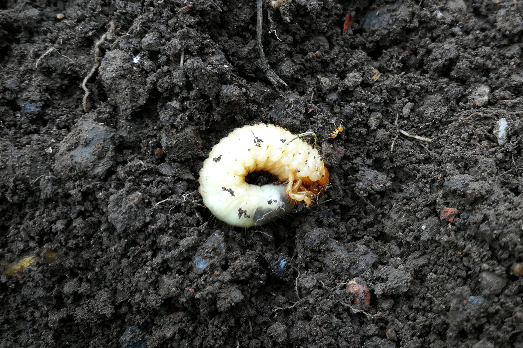 Engerlinge im Blumentopf: so werden Sie die Larven los