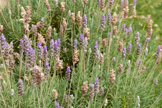 Lavendel ist nach Winter grau, geht ein und stirbt ab: was tun?