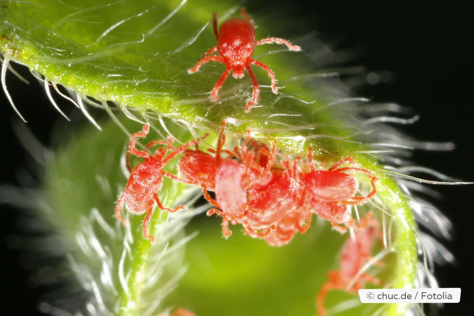 Kleine rote Spinnen an Pflanzen: Rote Samtmilbe richtig bekämpfen