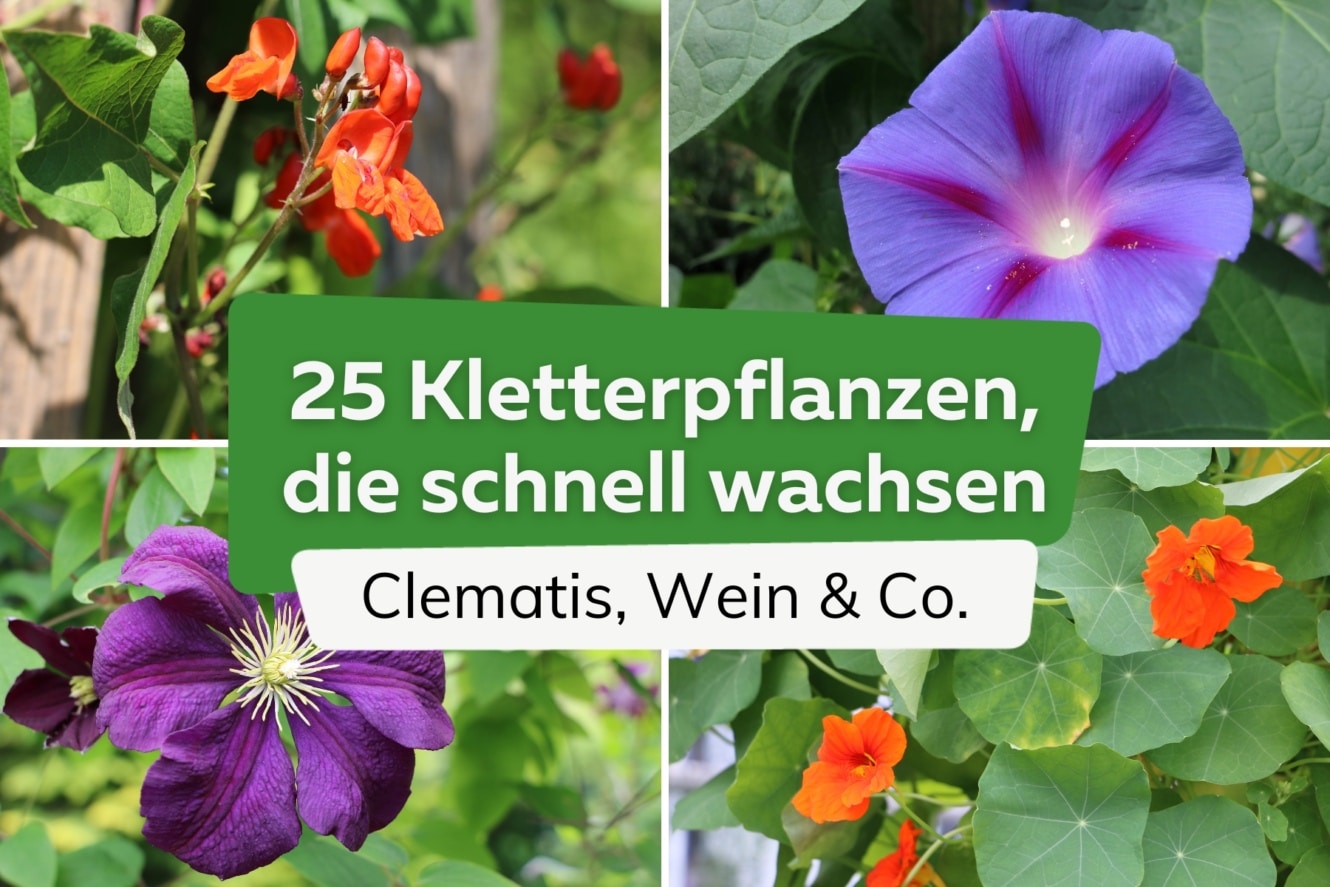 Schnellwachsende Kletterpflanze Winterhart Immergrn