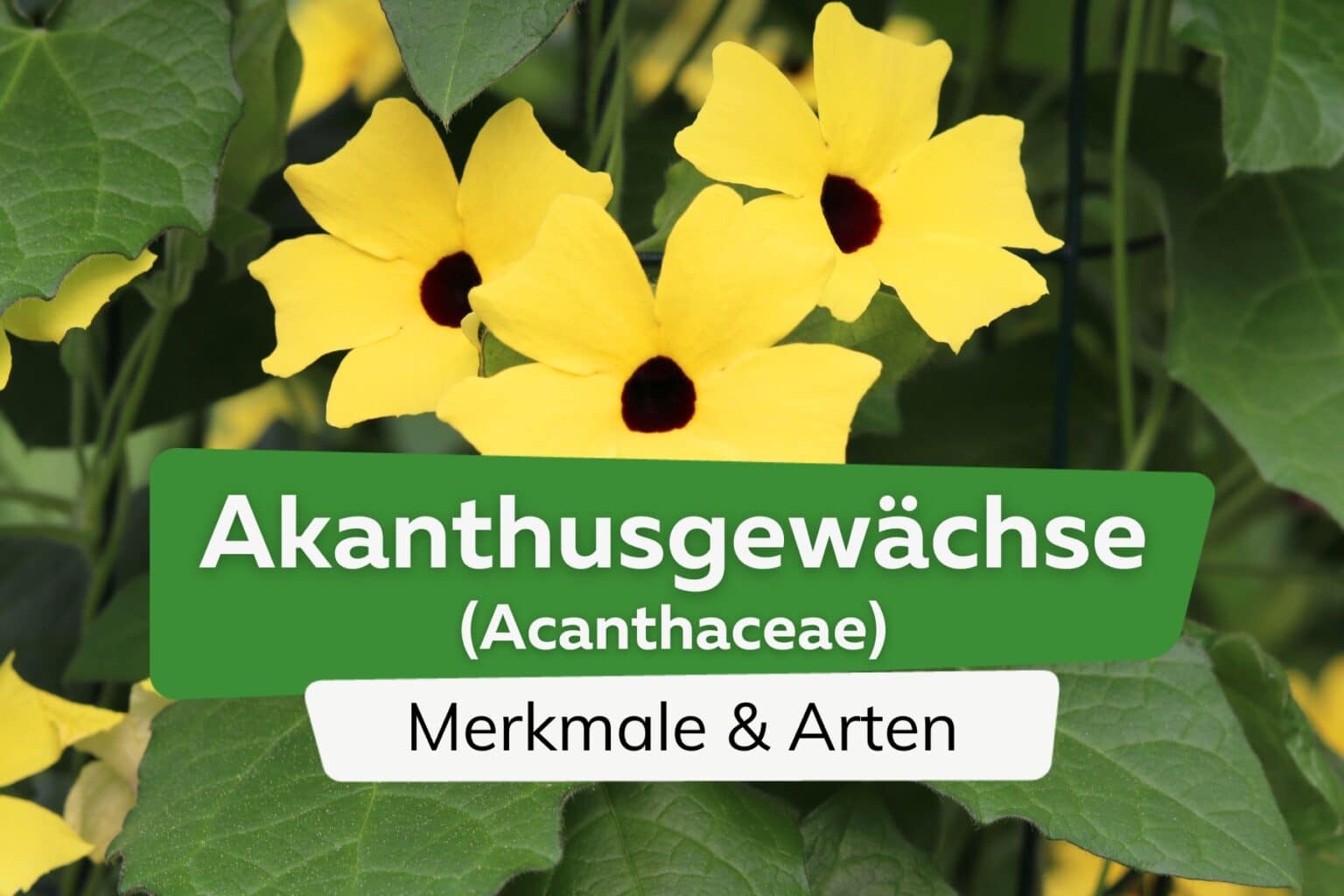 Rosengewachse Niedrigere Klassifizierungen