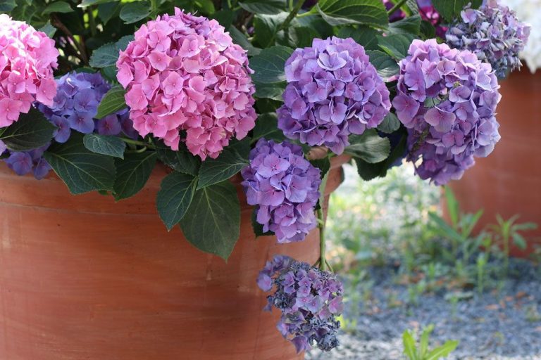 Hortensien Blüten Hängen