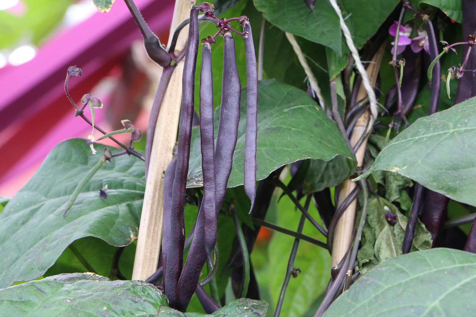 Bohnenarten: 55 Bohnensorten und ihre Eigenschaften