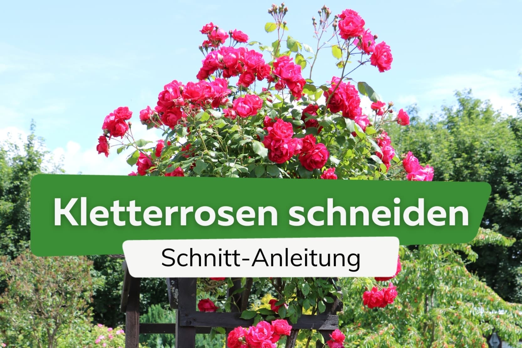 Kletterrosen Schneiden Wann Wie
