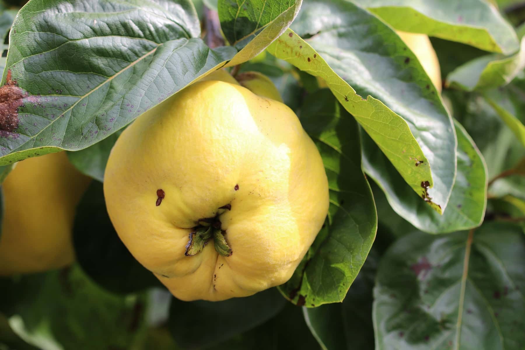 Quittenernte: wann ist die beste Erntezeit für Quitten?