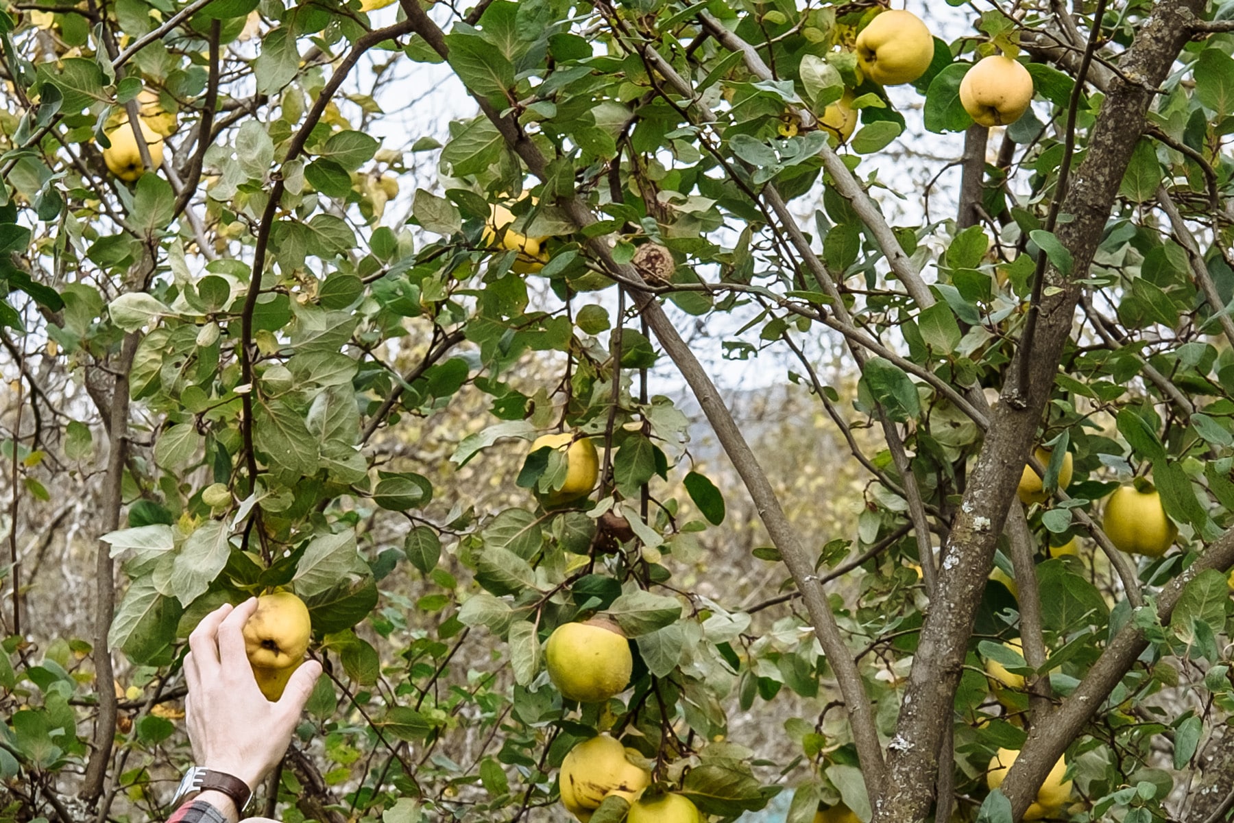 Quittenernte: wann ist die beste Erntezeit für Quitten?