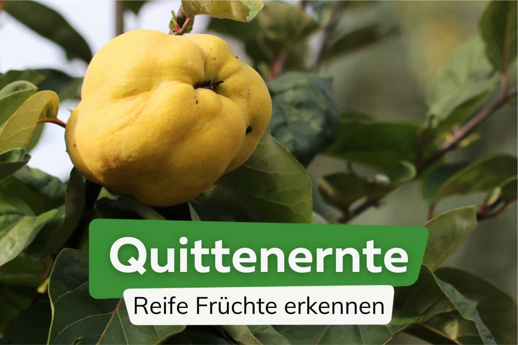 Quittenernte: wann ist die beste Erntezeit für Quitten?