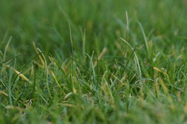 Braune Flecken im Rasen: So werden Sie die braunen Stellen los