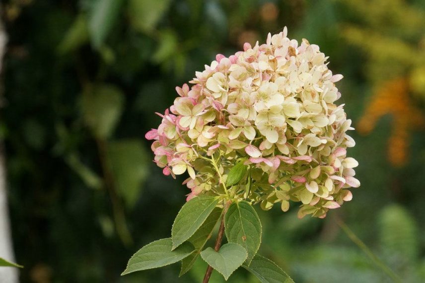 Hortensie Die Sonne Vertragt