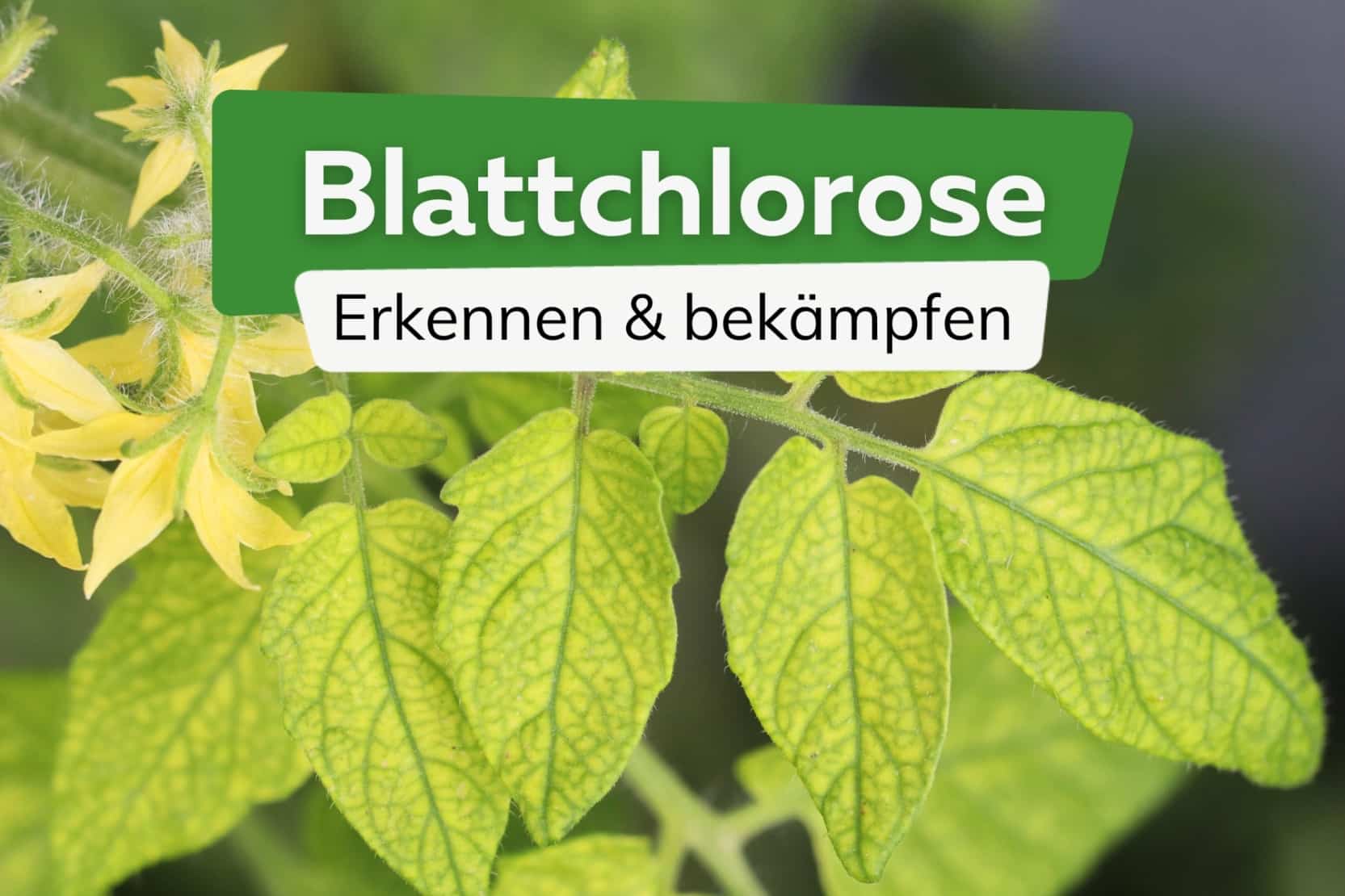 Gelbe Blätter an Pflanzen: Chlorose bekämpfen