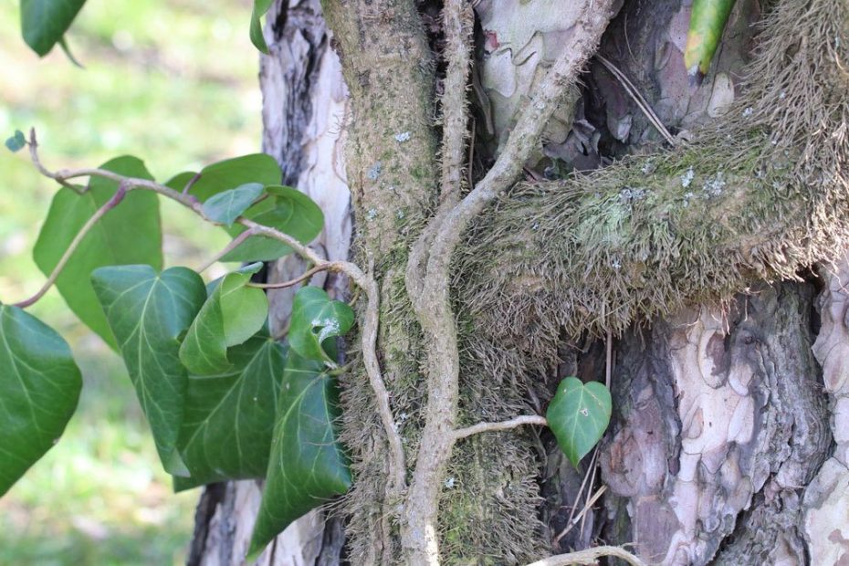 Efeu erfolgreich entfernen: 10 chemische und mechanische Wege