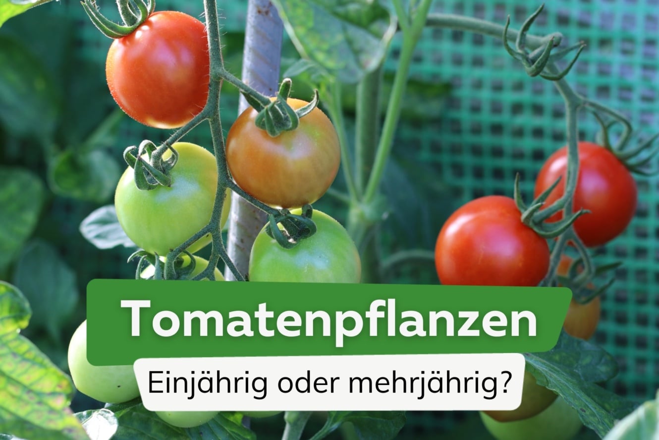 Sind Tomatenpflanzen Mehrjhrig