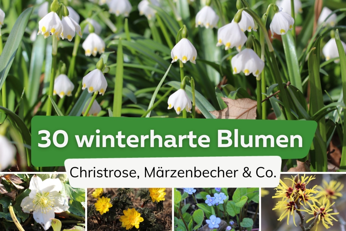 Winterharte Blumen Balkon